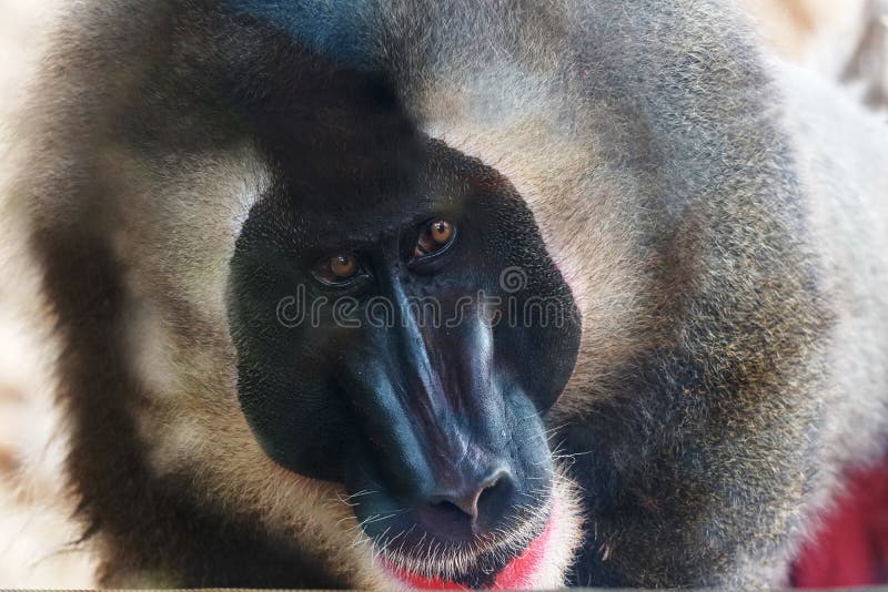 Big monkey stock image. Image of strong, lowland, park - 119215089