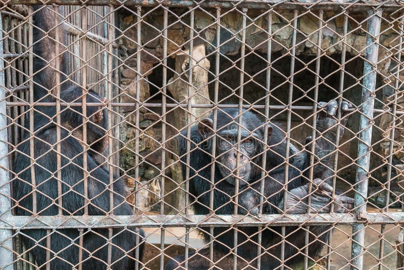 Big monkey in cage stock image. Image of camera, gulag - 96314415
