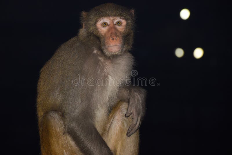 Big Monkey Portrait Night Time Stock Image - Image of time, cute: 118082741