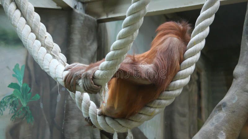 Big monkey on rope. stock video. Video of primate, nature - 321021535