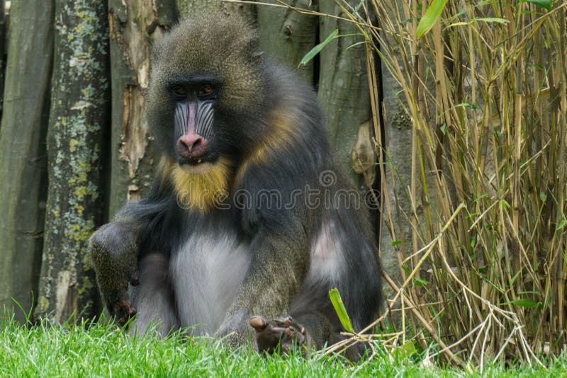 Big Monkey Sitting in the Middle of Trees Stock Photo - Image of jungle ...
