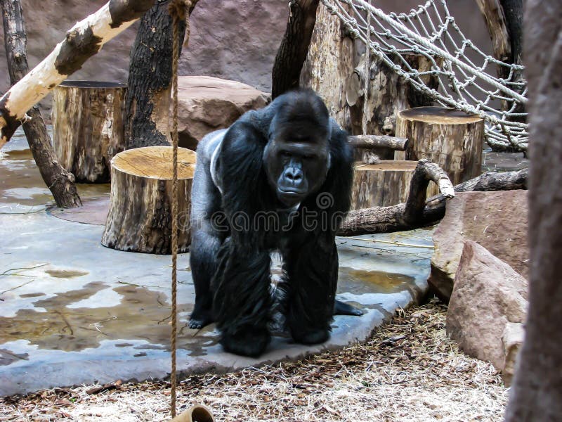 The Big Monkey is Watching. Standing Monkey Stock Photo - Image of ...