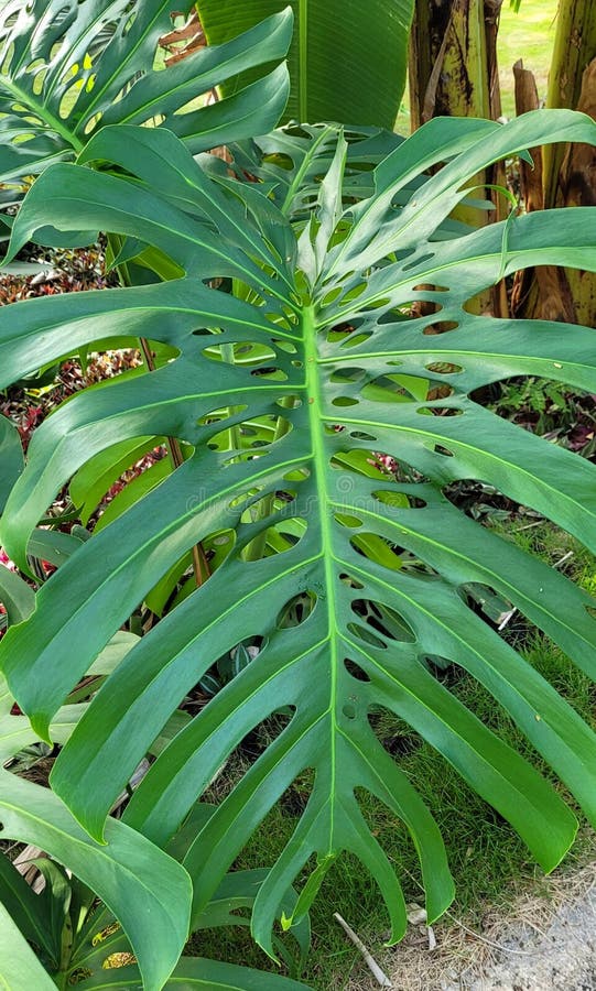 Big Monstera Deliciosa Leaf Isolated in Nature Stock Photo - Image of ...