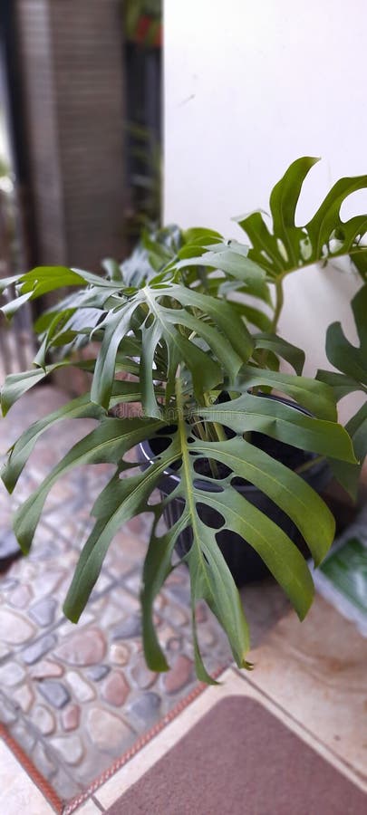 Big Monstera Home Garden Indonesia Stock Image - Image of garden ...