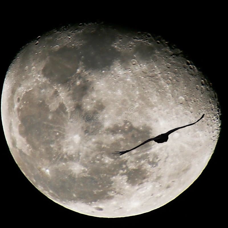 Big moon with bird flying stock image. Image of astronomy - 169707305