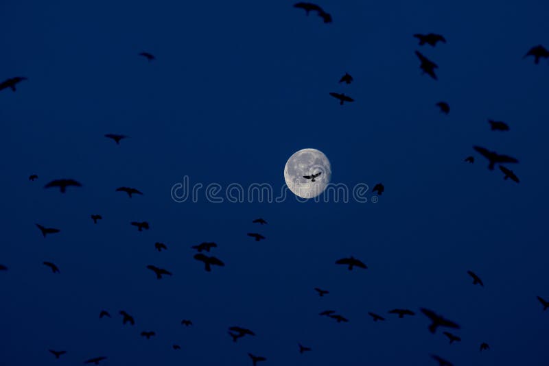Big Moon and Birds in Blue Sky Stock Photo - Image of shadow, night ...