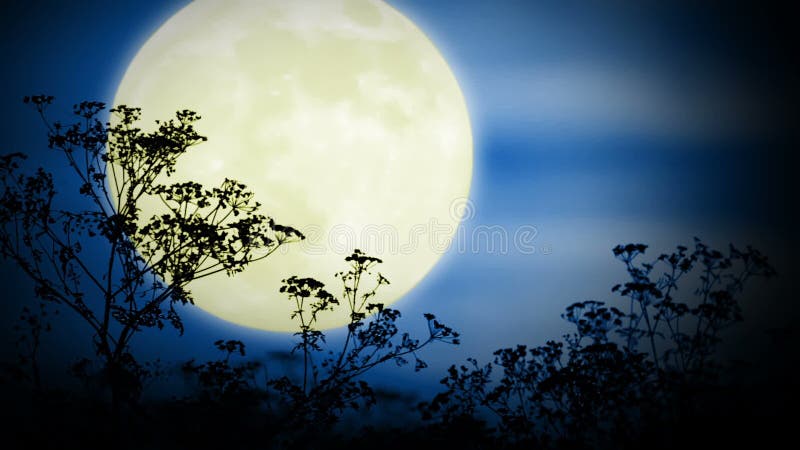 Night Grass Background Moon Stock Footage & Videos - 615 Stock Videos