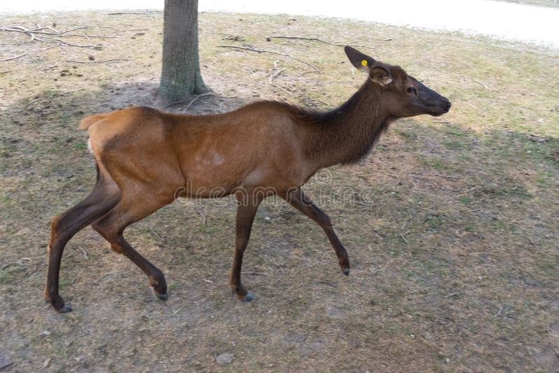 Big Moose on a Country Safari Farm Stock Photo - Image of grassland ...