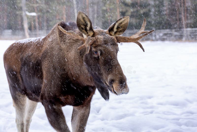 Big Moose in Winter at the Zoo Stock Photo - Image of travel, brown ...