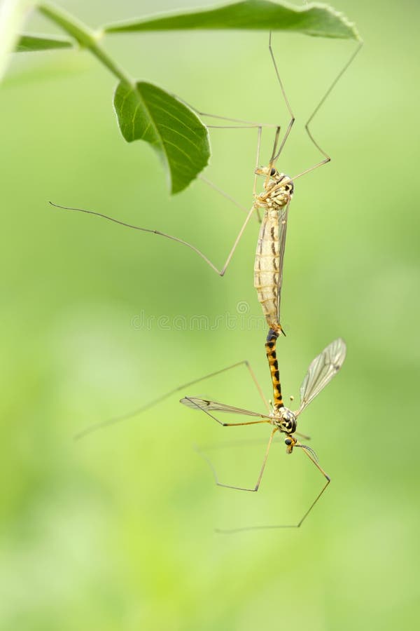Big mosquito stock image. Image of insect, venereal, mosquitoes - 19621259