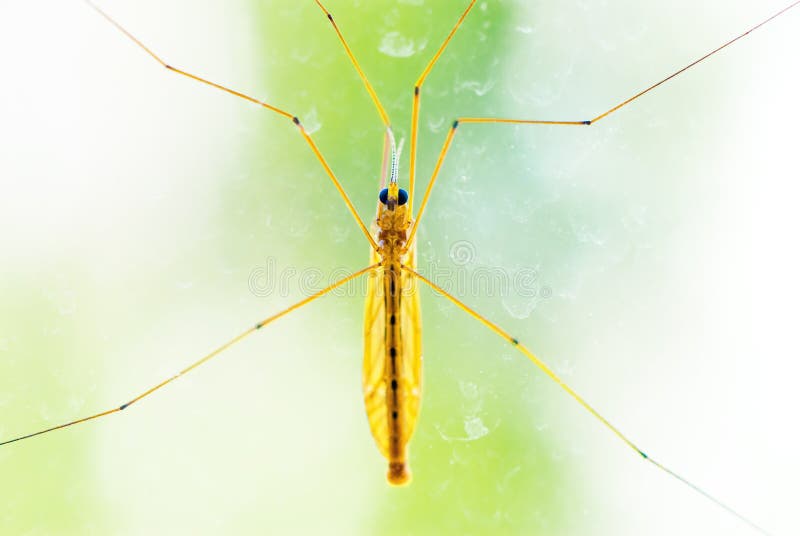 Big Mosquito Macro stock photo. Image of close, wildlife - 94844442