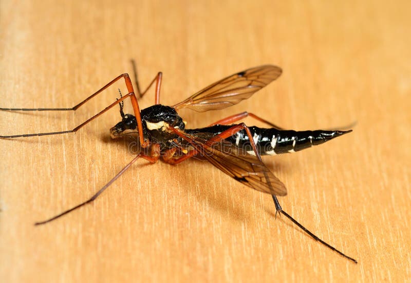 Big mosquito stock photo. Image of daddylonglegs, black - 31133844