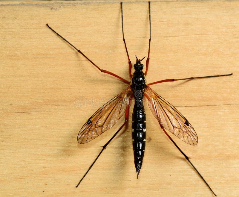 Big mosquito stock image. Image of male, black, macro - 31133845