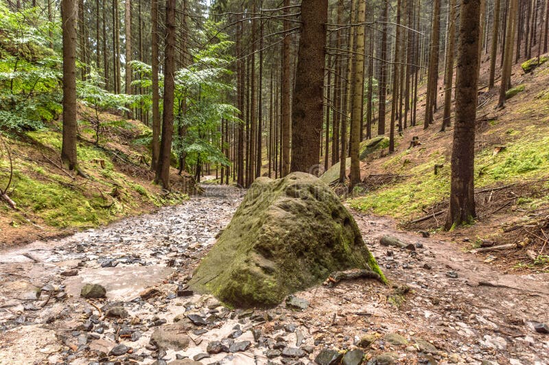 A Big Mossy, Green Rock in between a Forest Path Stock Photo - Image of ...
