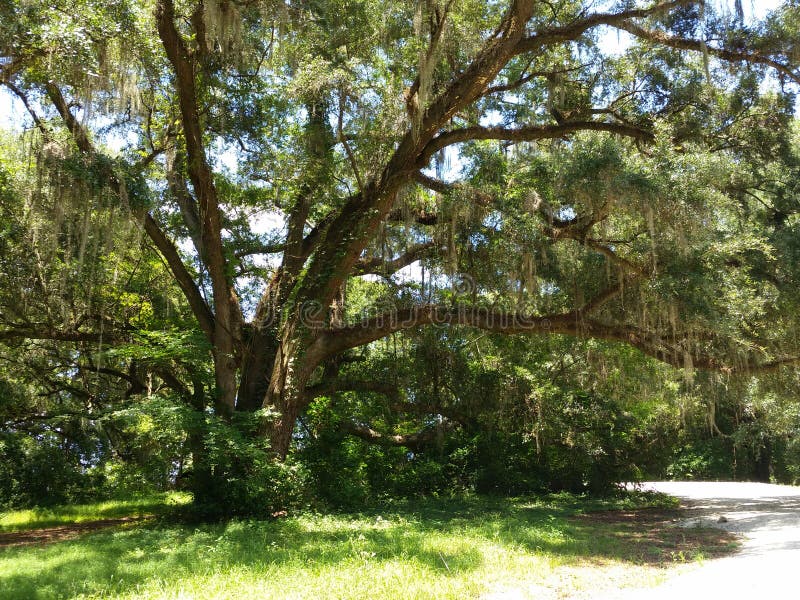 Big oak tree stock image. Image of tree, nature, trail - 55700807