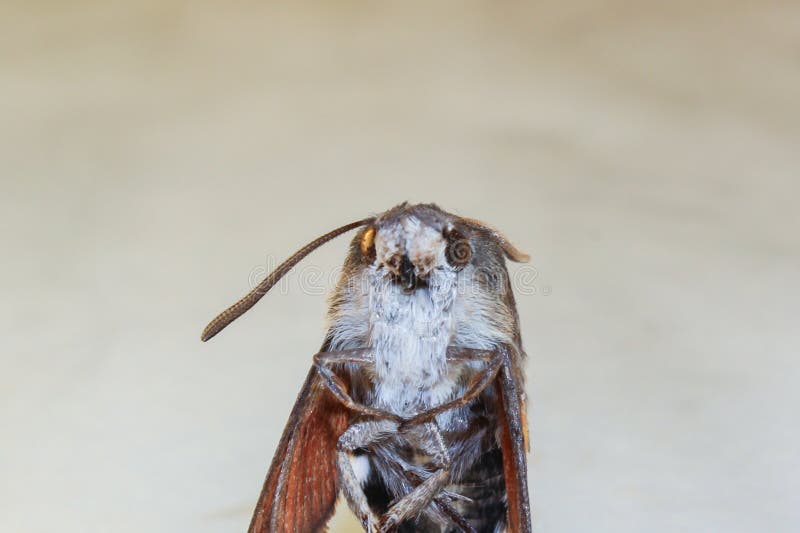 Big Moth from Front on White Background Stock Photo - Image of hawkmoth ...