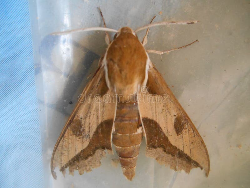 Big moth top view stock photo. Image of fauna, texture - 120421502