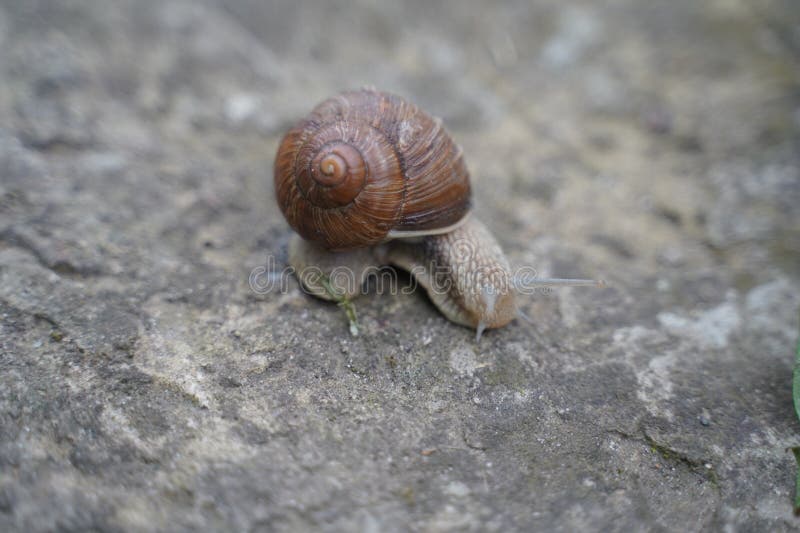 Big Mother Helix Snail on Road Trip. Stock Photo - Image of mollusk ...