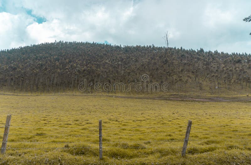 A big mountain whit trees stock image. Image of mountain - 166145445