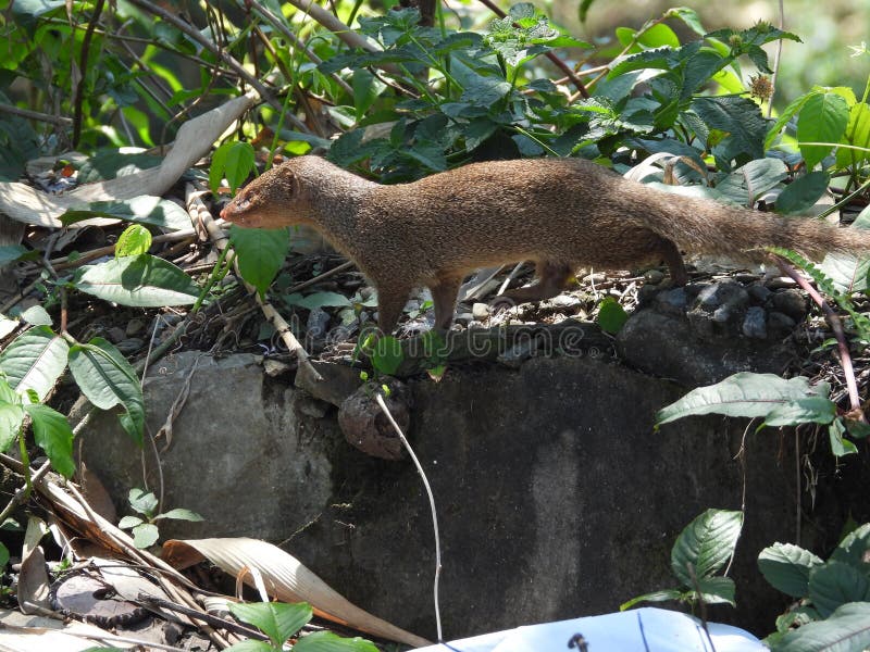 Big Mouse Walking on the Way Stock Image - Image of mammal, bird: 275582377
