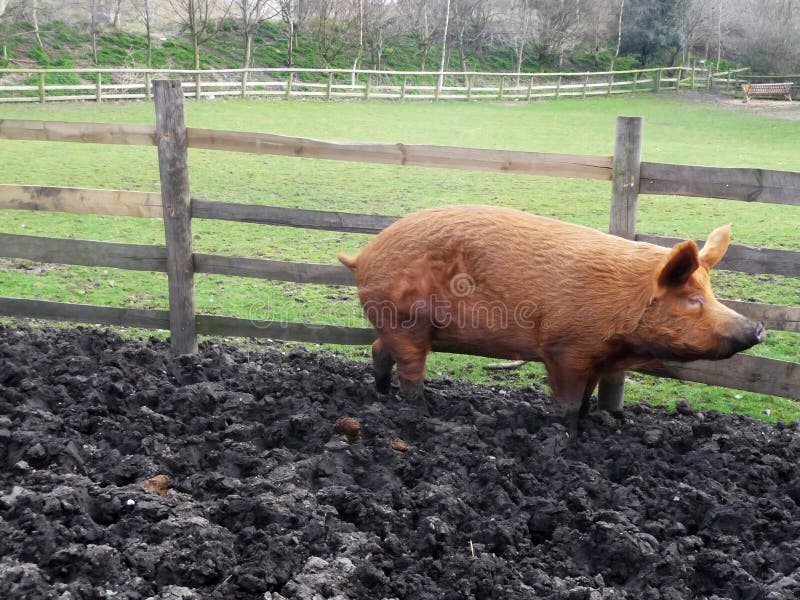 3,795 Big Fat Pig Stock Photos - Free & Royalty-Free Stock Photos from ...