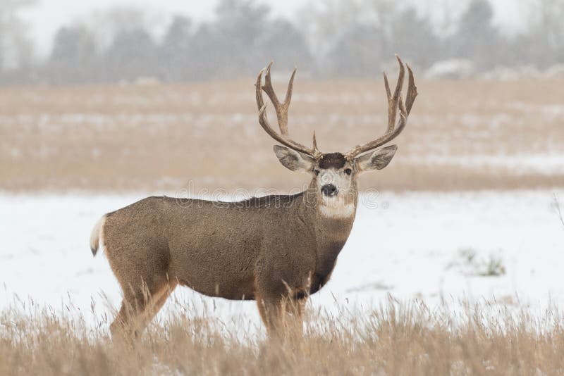 Big Mule Deer Buck stock image. Image of mule, nature - 79940561