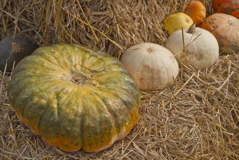 Multi colored pumpkins stock image. Image of group, family - 30103477