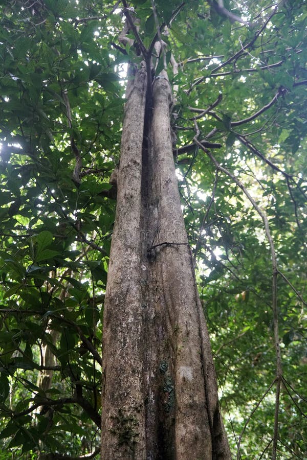 A Big Murraya Paniculata Tree in the Forest. Stock Image - Image of ...