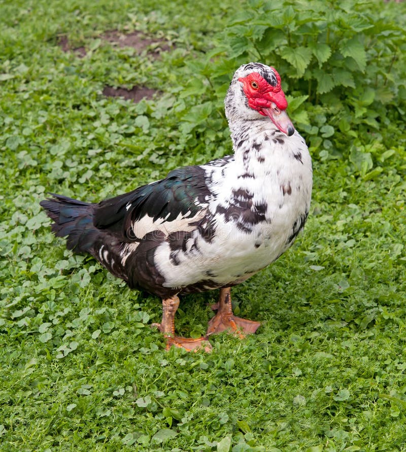 Big muscovy duck stock image. Image of bird, pond, natural - 62655707