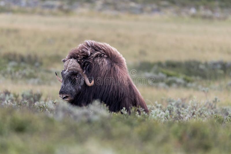 The Big Musk Ox in the Grass and Eating Stock Image - Image of majestic ...