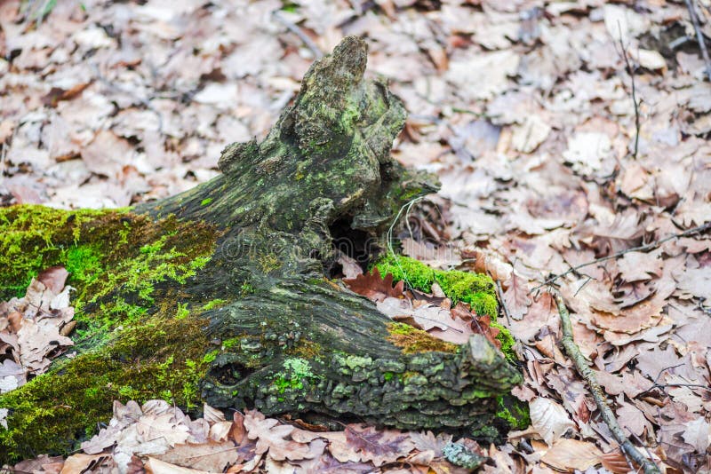 The Nails of Tree in the Forest Stock Image - Image of nails, growth ...