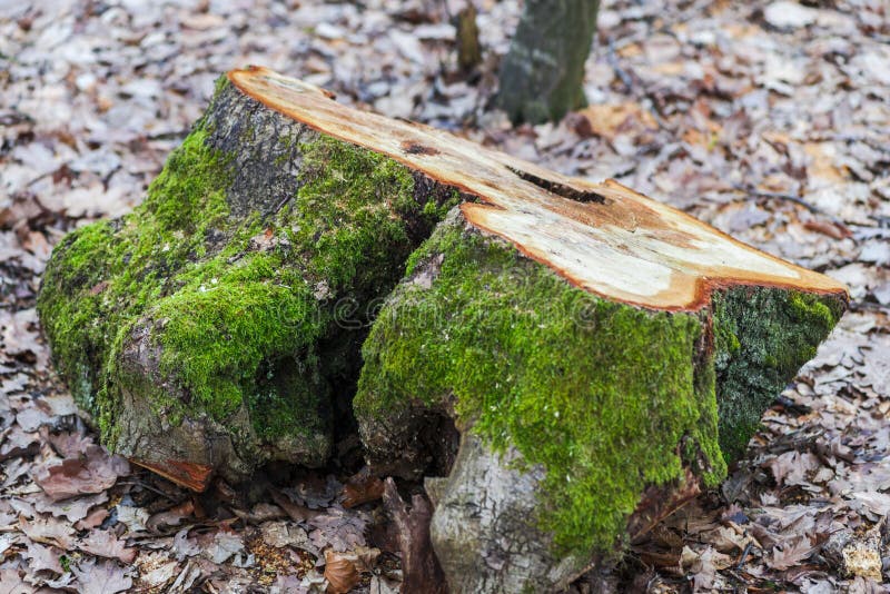The Nails of Tree in the Forest Stock Image - Image of foliage, relax ...