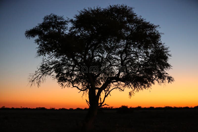 Namib tree during sunset stock image. Image of hour, left - 98851059