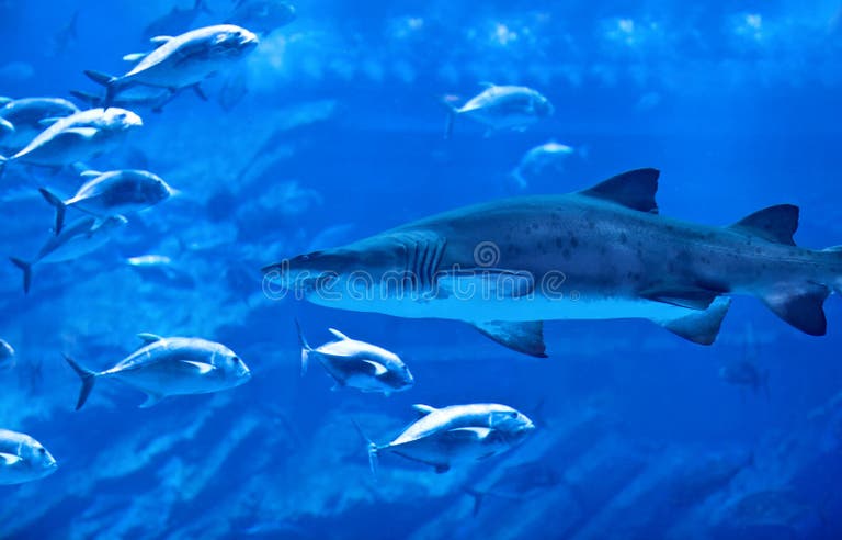 676,472 Big Natural Beuties Stock Photos - Free & Royalty-Free Stock ...