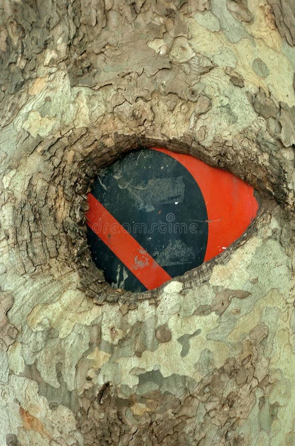 No Parking Sign Has Grown into a Tree Editorial Stock Image - Image of ...