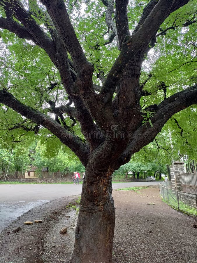 Big Neem Tree or Azadirachta Indica. Stock Photo - Image of village ...