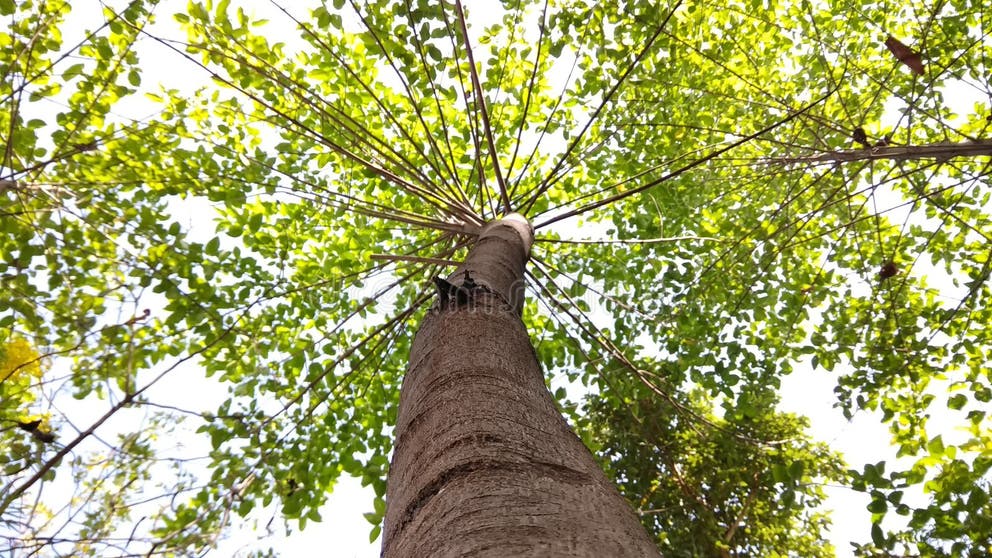 Big Tree Clicked from a Swing Stock Photo - Image of bark, high: 126229240