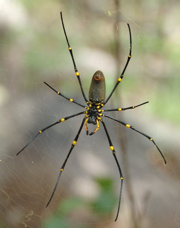 Yellow Spider Hanging stock image. Image of green, serangga - 66469405