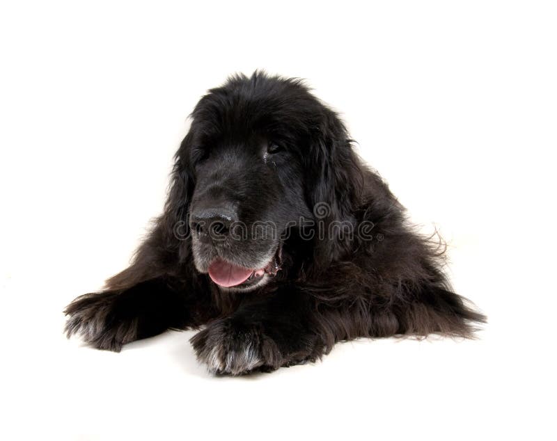 Brown Newfoundland dog stock image. Image of isolated - 16661761