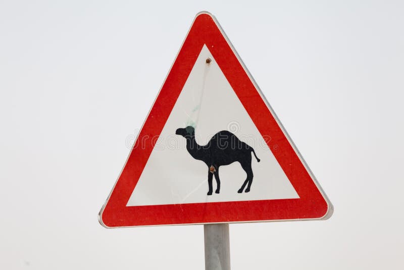 Big Nice Road Sign Attention Camels Stock Photo - Image of sign, park ...