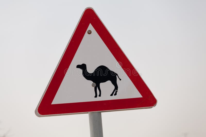Big Nice Road Sign Attention Camels Stock Photo - Image of attraction ...