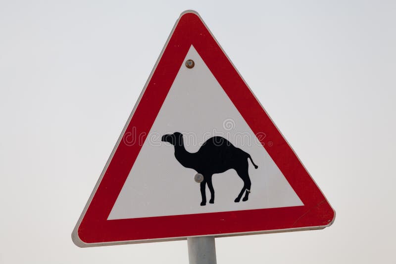Big Nice Road Sign Attention Camels Stock Image - Image of panorama ...