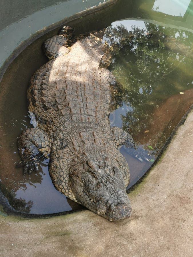 Big Nile Crocodile stock photo. Image of fish, pond - 178169818