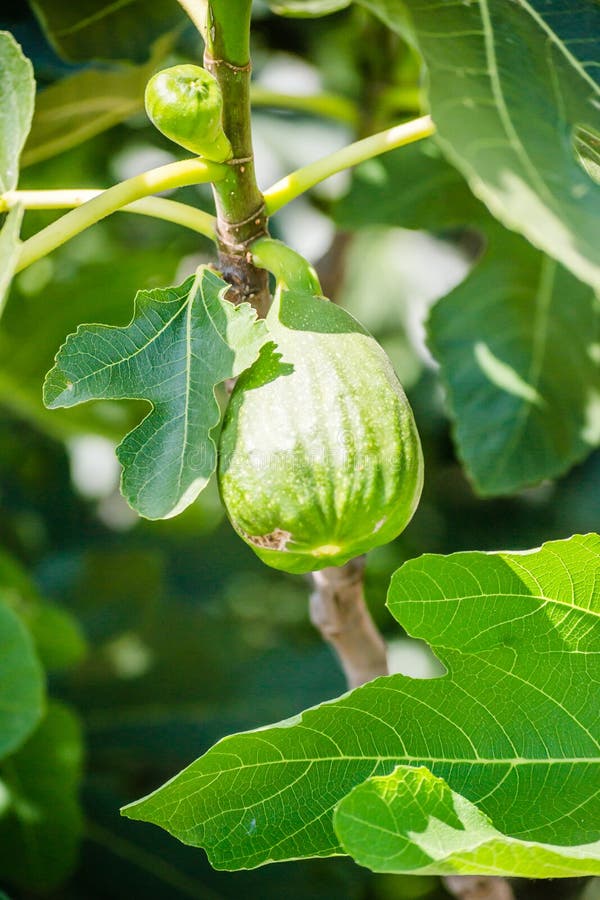 The Big No Ripe Fruit on the Fig Tree Stock Image - Image of ...