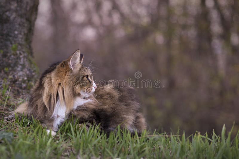 Big Norwegian Forest Cat on the Grass. Profile Stock Photo - Image of ...