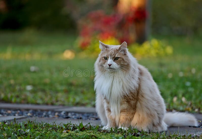 A Big Norwegian Forest Cat Male Stock Image - Image of hair, portrait ...