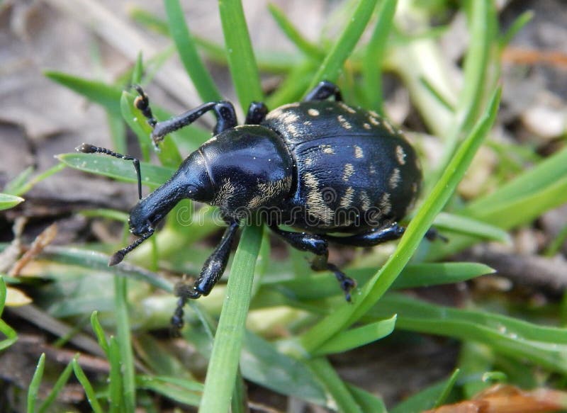 Big nose bug-boy stock photo. Image of field, spring - 109894780