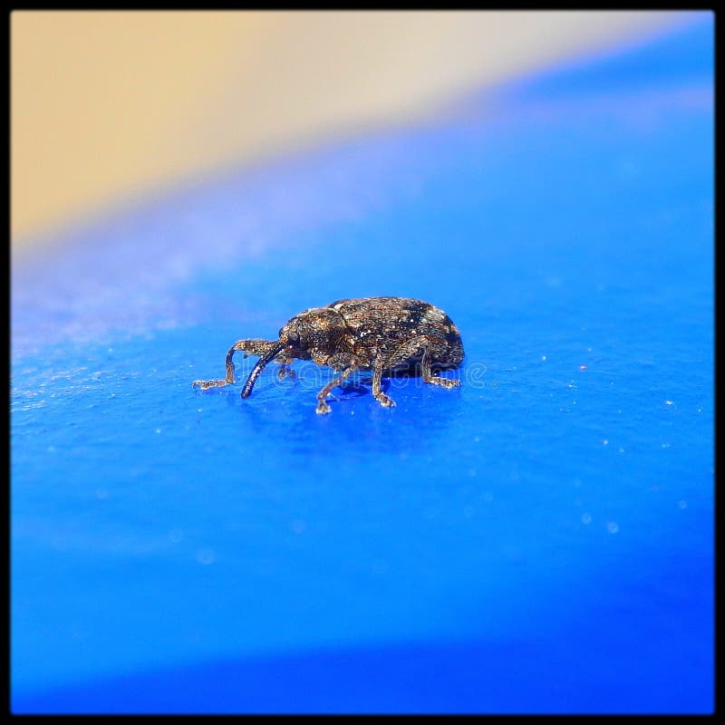 Bug Nose Stock Images - Download 713 Royalty Free Photos