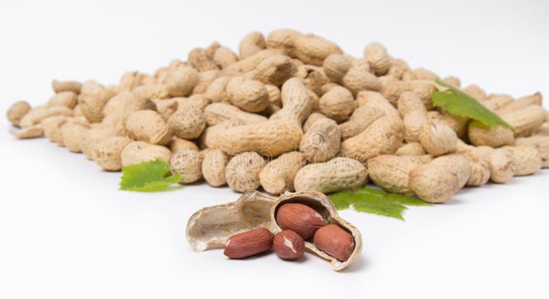 Big nuts stock image. Image of peanuts, leaves, nuts - 59592873