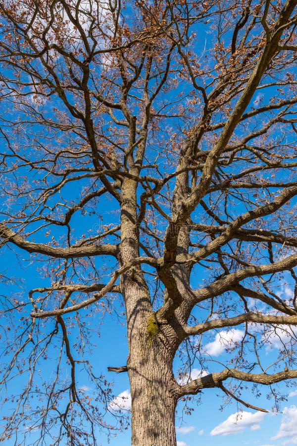 Big Oak with Barren Branches in the Spring Stock Photo - Image of ...